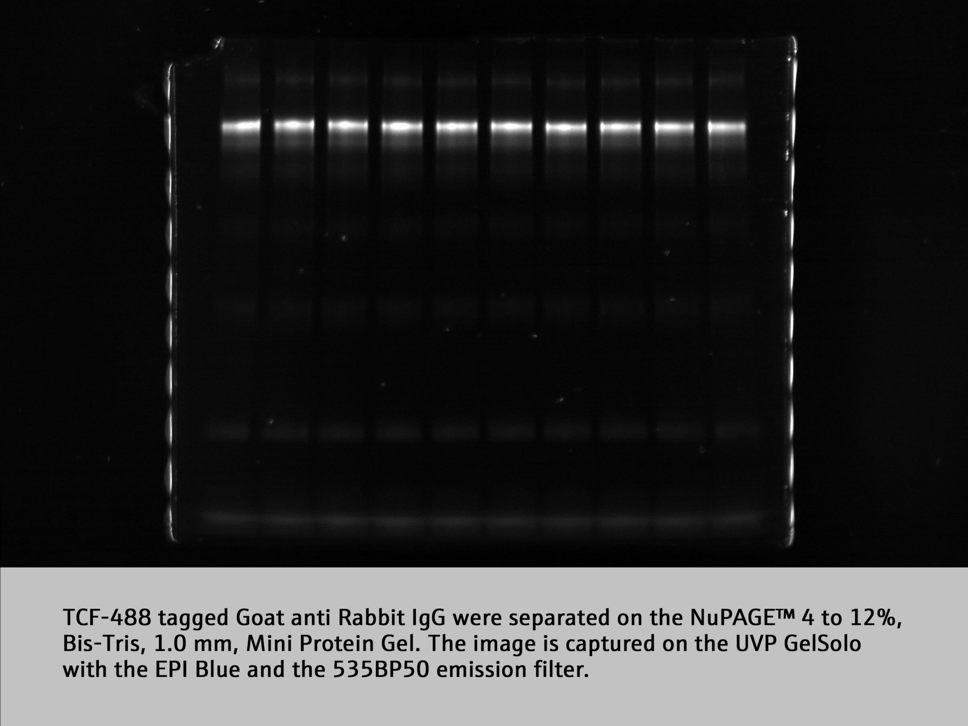 BioImaging Selection - uvp.com
