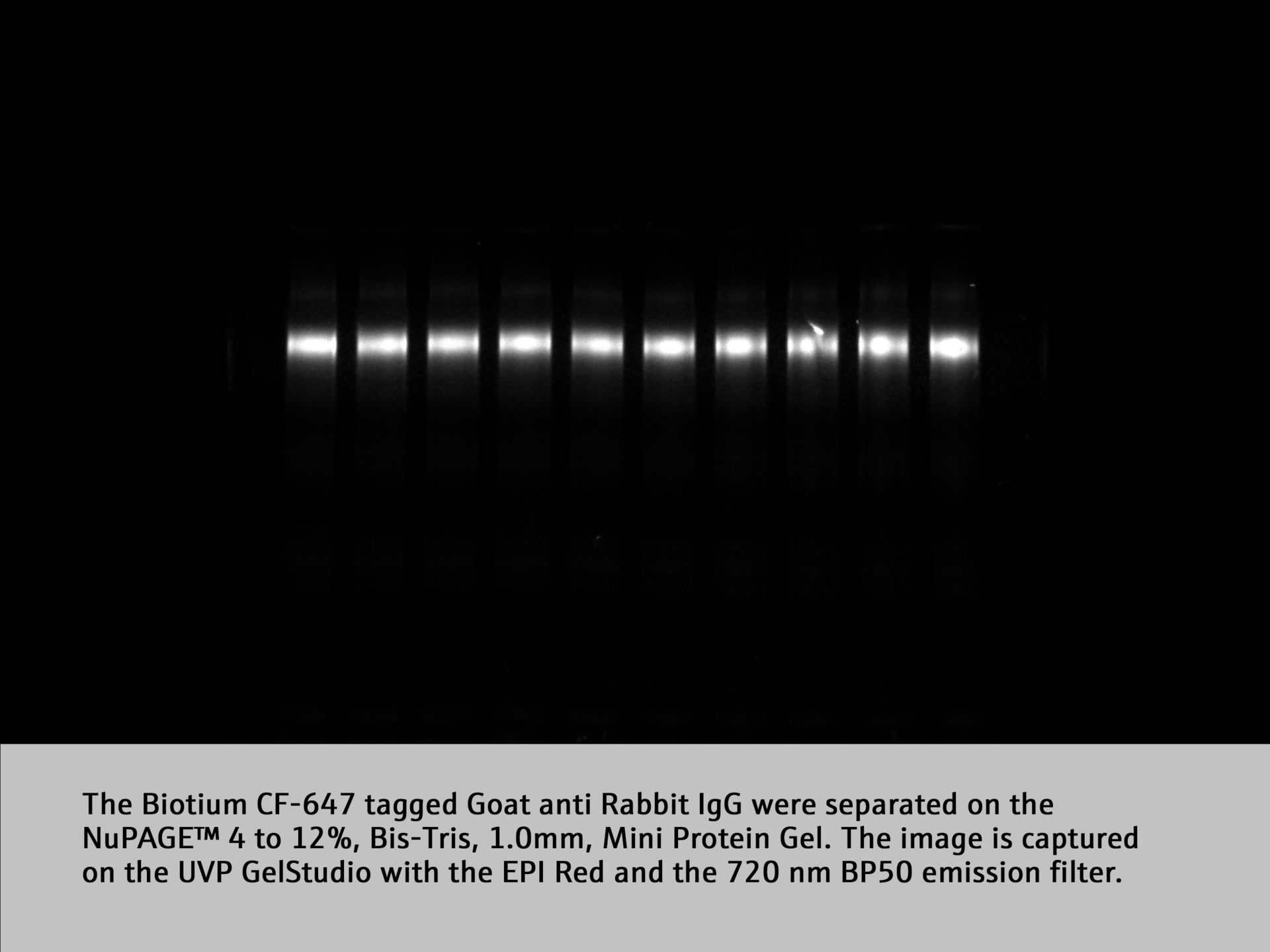 BioImaging Selection - uvp.com