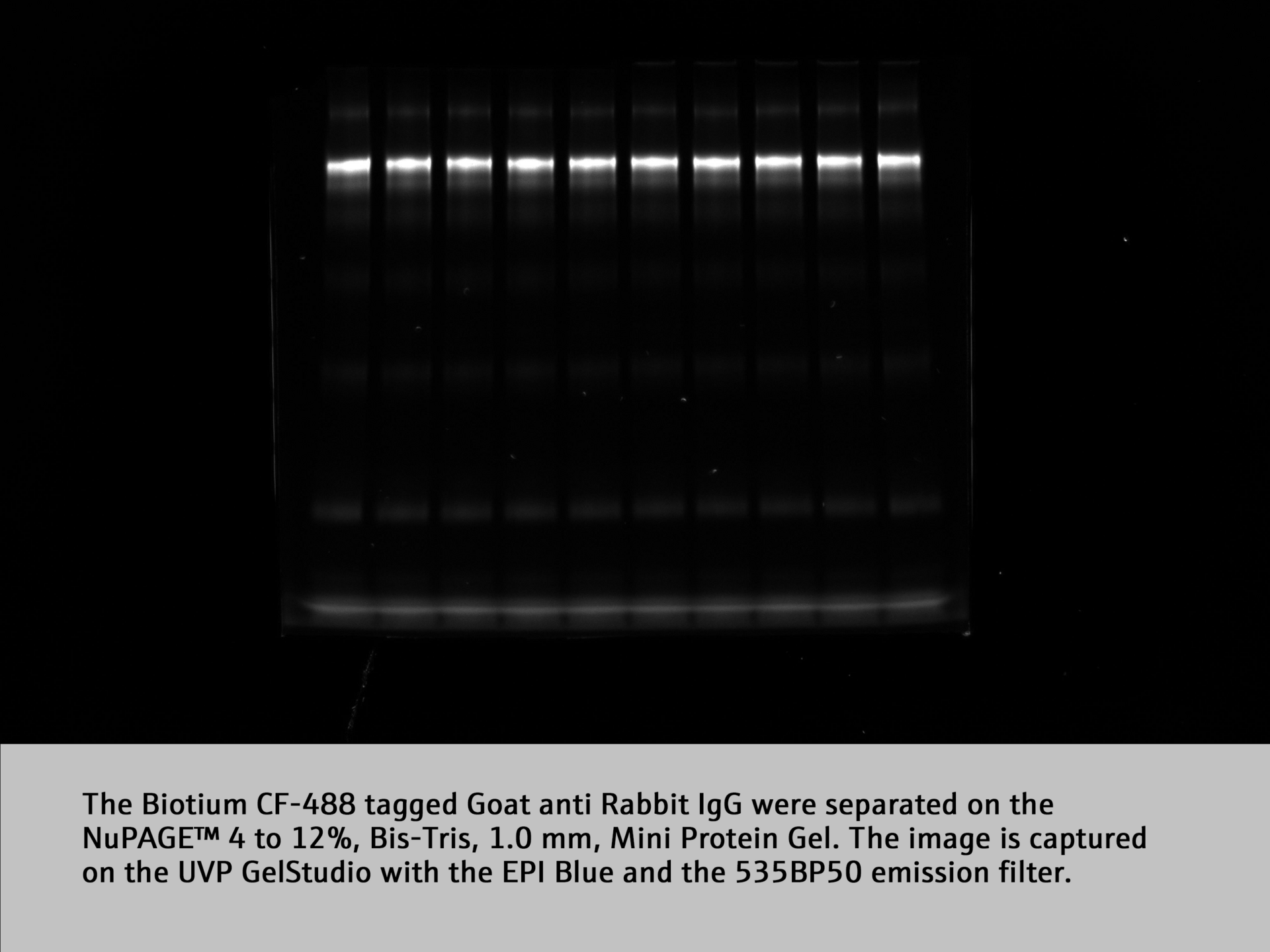 BioImaging Selection - uvp.com